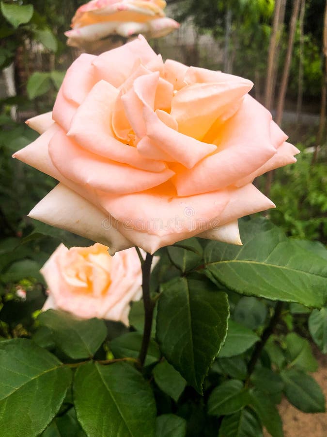 Hybrid Tea Rose Peach Avalange Stock Image - Image of pastel, rose ...