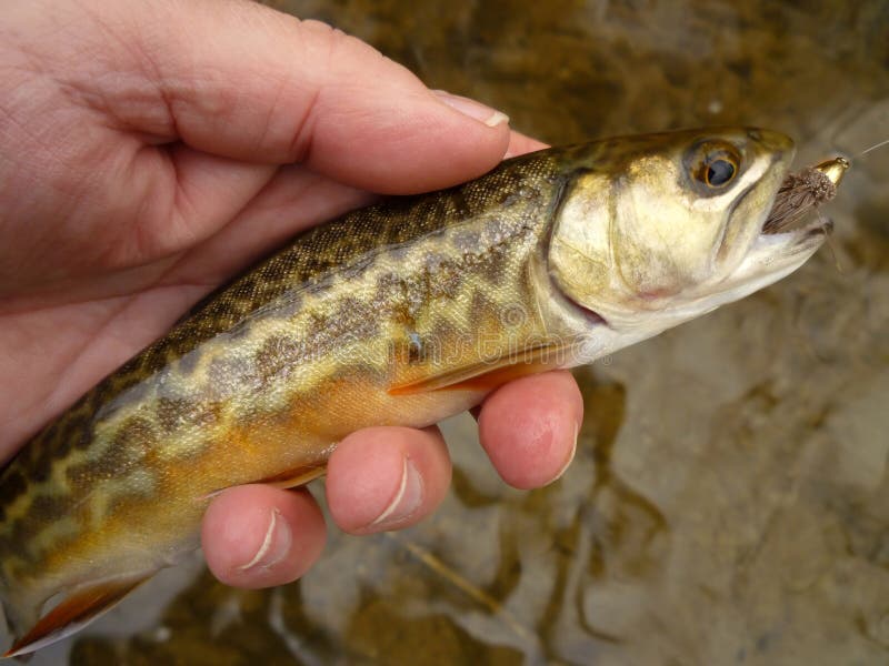 Hybrid Tiger Trout stock photo. Image of maryland, sports - 11674152