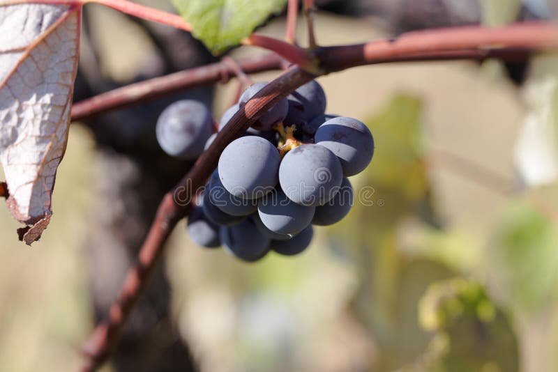 Vitis Labrusca Concord , Concord Grapes Stock Image - Image of fruits ...