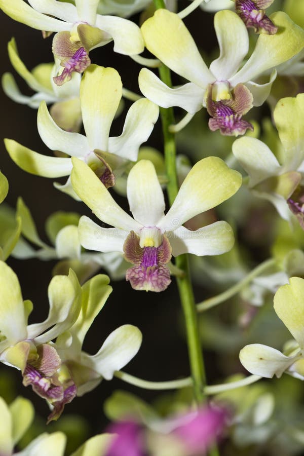 Hybrid White and Green Dendrobium Orchid Flower Stock Image - Image of ...