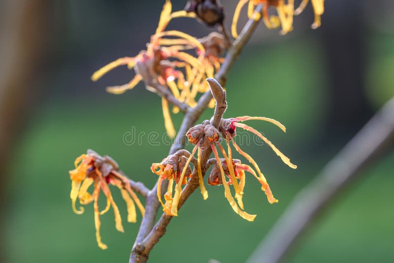 Hybrid Witchhazel Hamamelis X Intermedia Aurora Bronze-yellow Flowers ...