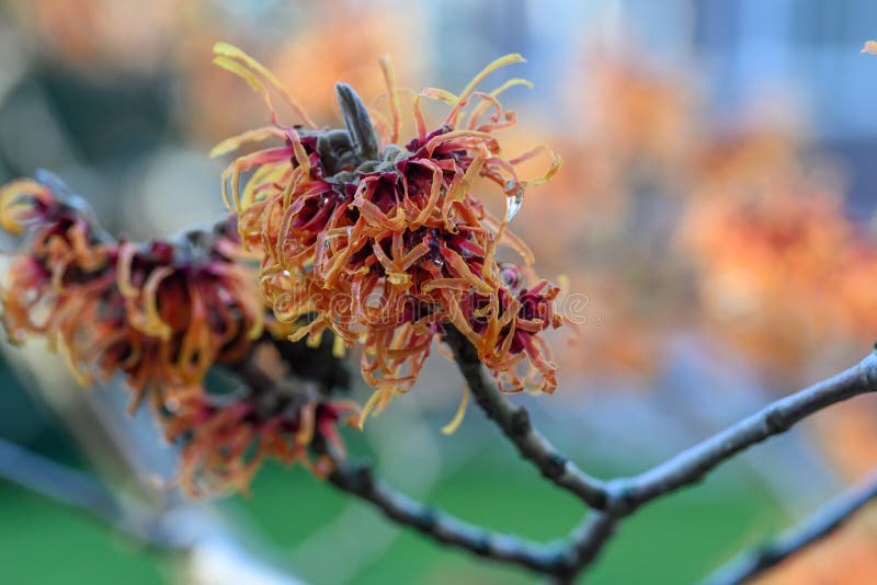 Witchhazel Hamamelis X Intermedia Jelena, Crinkled Orange-red-yellow ...