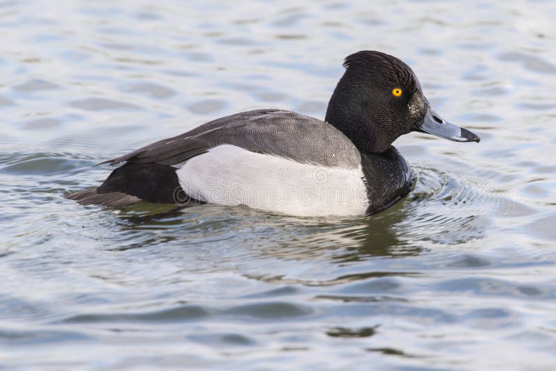 Hybride Kuifeend X Tafeleend, Hybride Doorgenaaide Eend X ...