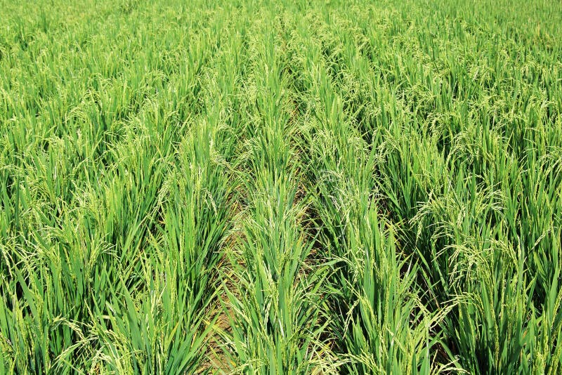 Hybrides Reispflanze-Feld stockfoto. Bild von idyllisch - 35813386