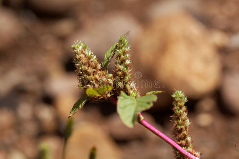 Amaranto Verde, Amaranthus Hybridus Imagen de archivo - Imagen de colorido, ornamental: 105344993