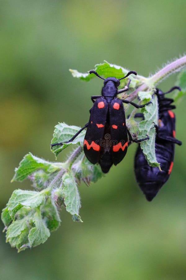 Hycleus Beetle Looks Like Human Skull Stock Image - Image of skull ...