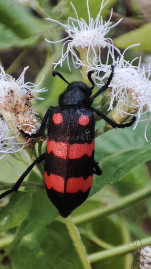 Hycleus Known As Blister Beetles. Stock Photo - Image of plant, rests ...