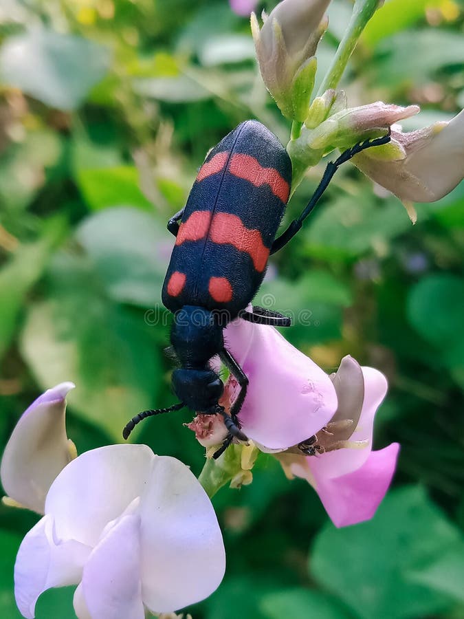 Hycleus Polymorphus or Blister Beetle Stock Image - Image of leaf ...