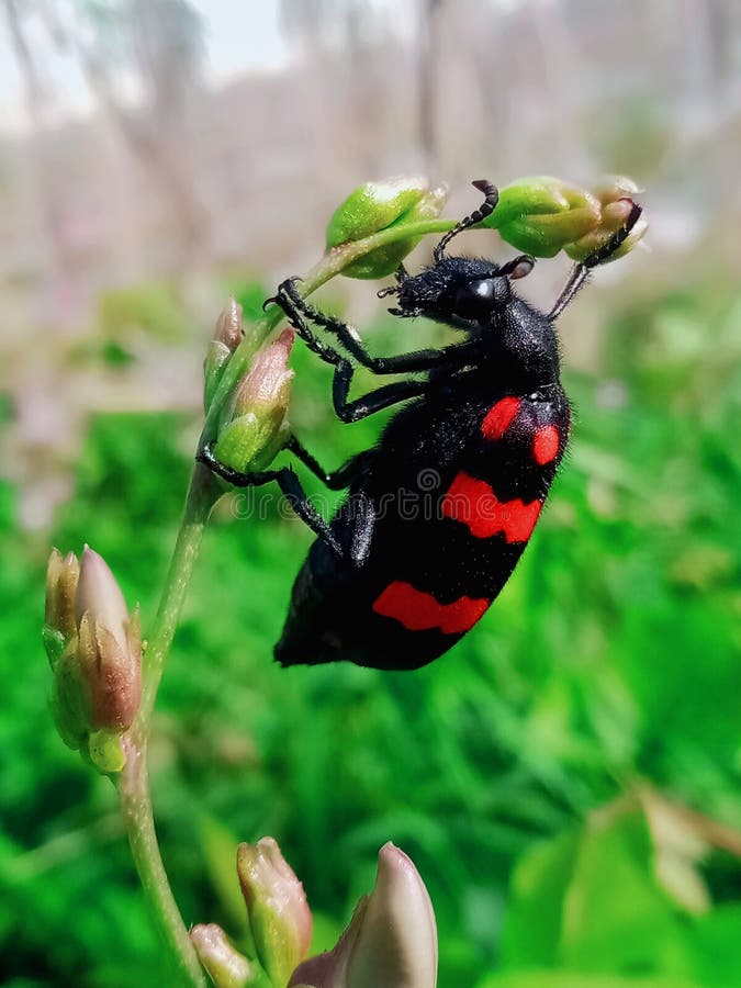Hycleus Polymorphus or Blister Beetle Stock Image - Image of honeybee ...