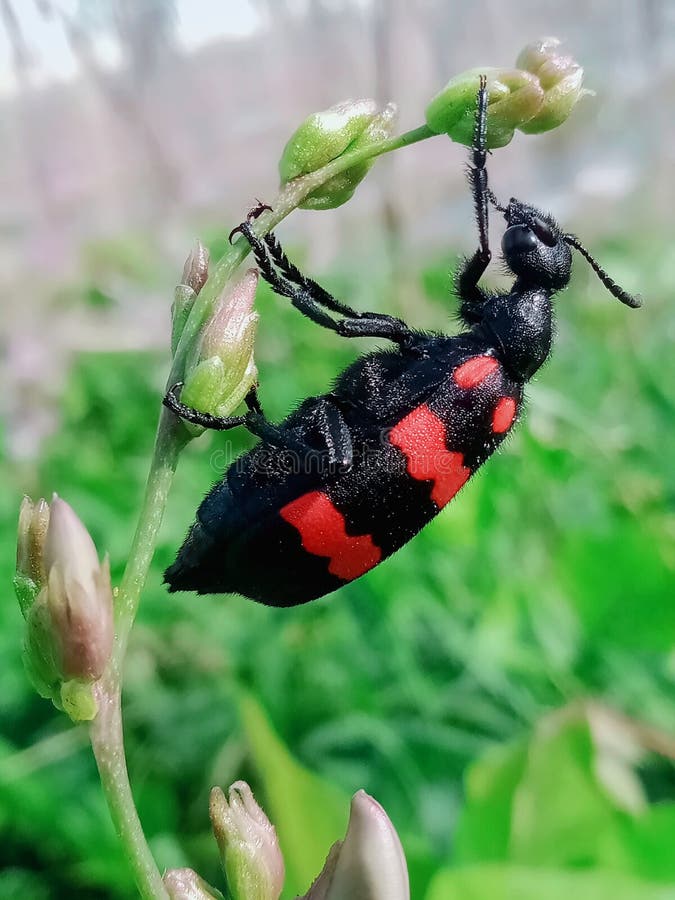 Hycleus Polymorphus or Blister Beetle Stock Photo - Image of ...