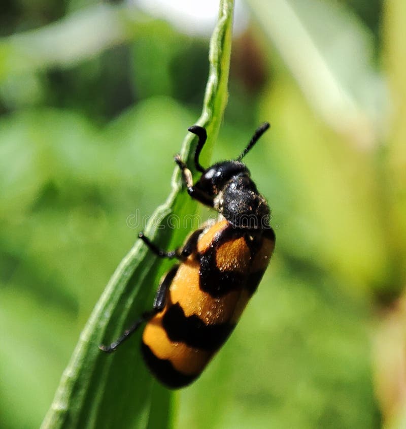 Hyclus or Beetle, or Type of Insect Stock Image - Image of beetle, type ...