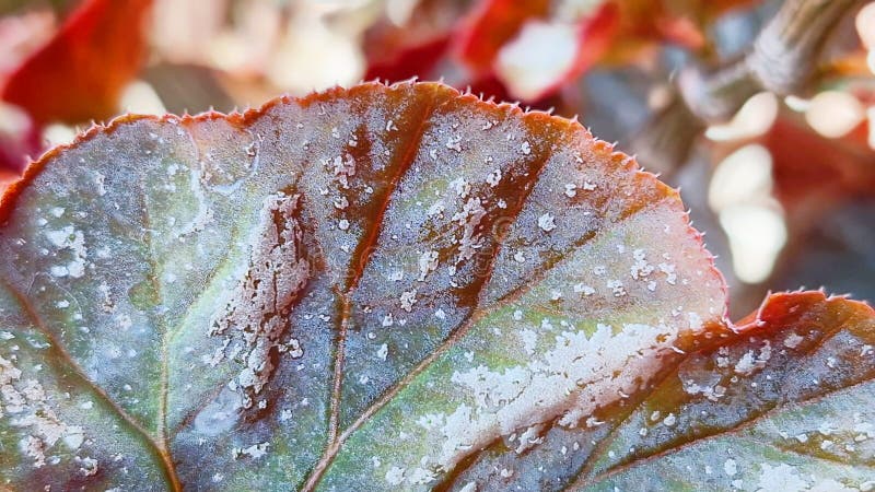 Hydathode Spots Stock Photos - Free & Royalty-Free Stock Photos from ...