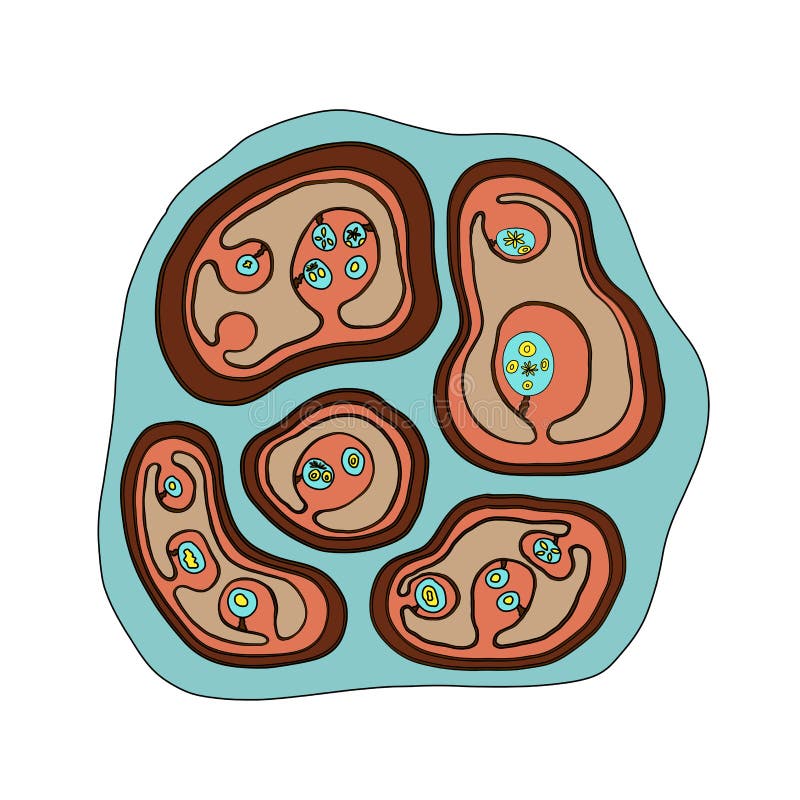 Structure of Hydatid Cyst of Echinococcus Granulosus, Illustration ...