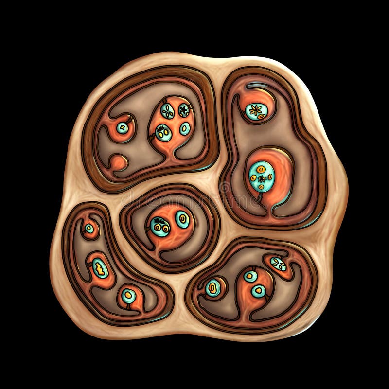 Hydatid Cyst of Echinococcus Multilocularis Stock Photo - Image of ...