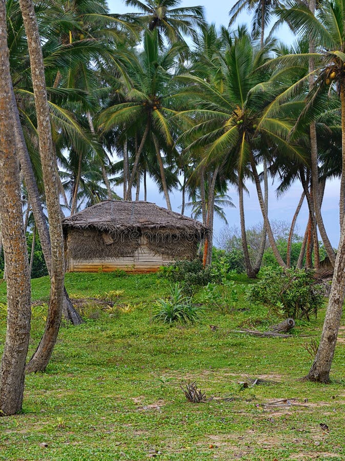 Hydda i djungeln arkivfoto. Bild av natur, bostads, kokosnöt - 28838624