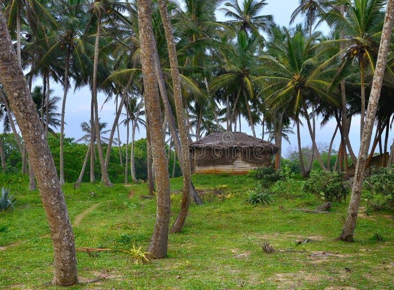 Hydda i djungeln arkivfoto. Bild av natur, skog, liggande - 28838630