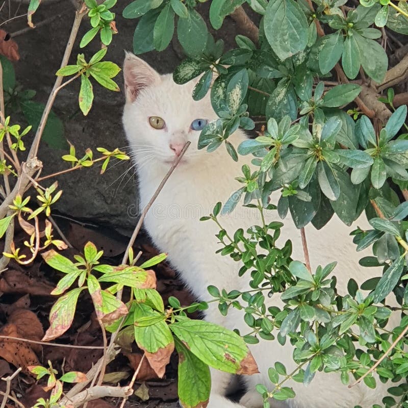 Hyden odd eye cat stock photo. Image of leaf, animal - 263157128