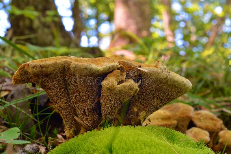 Hydnellum Compactum Mushroom Stock Photo - Image of endangered, rare ...