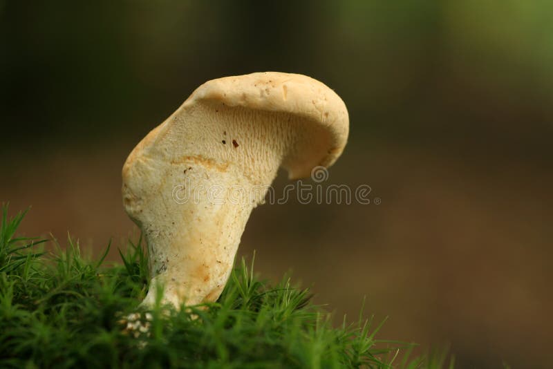 Hydnum Repandum stock photo. Image of mushrooms, wood - 9578574