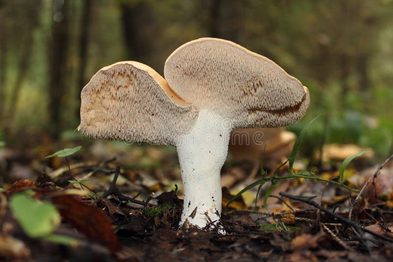 Hydnum repandum stock photo. Image of afternoon, colours - 33570626