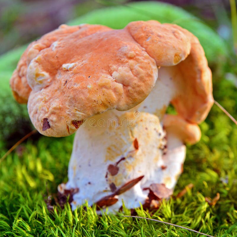 Hydnum Rufescens, Terracotta Hedgehog Stock Image - Image of rufescens ...