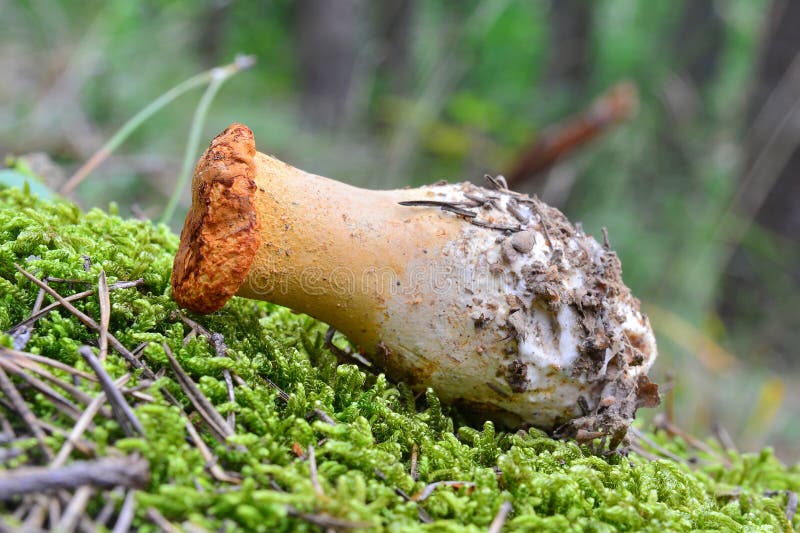 Hydnum Rufescens, Terracotta Hedgehog Stock Image - Image of rufescens ...