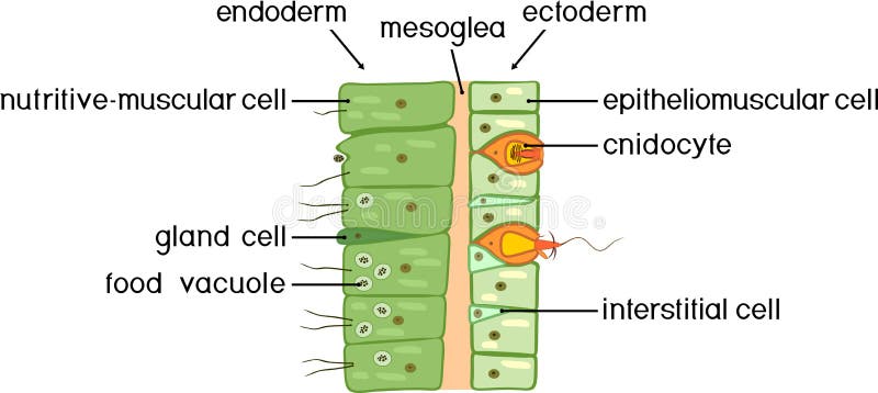 Hydra Body Wall Structure. Educational Material for Lesson of Zoology ...