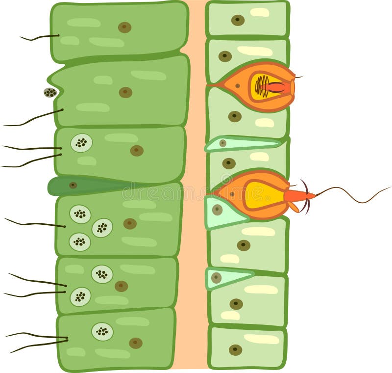 Hydra Body Wall Structure. Educational Material for Lesson of Zoology ...