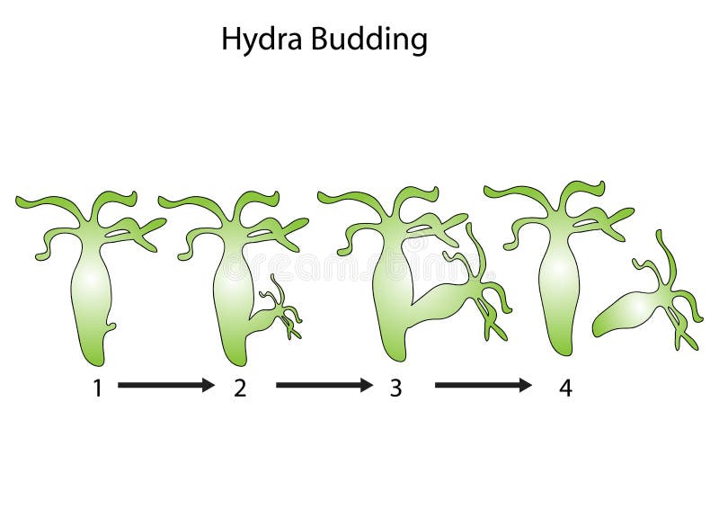 Budding In Hydra