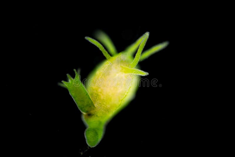 Hydra Eating Water Fleas Daphnia Pulex on the Slide Under Microscope in ...