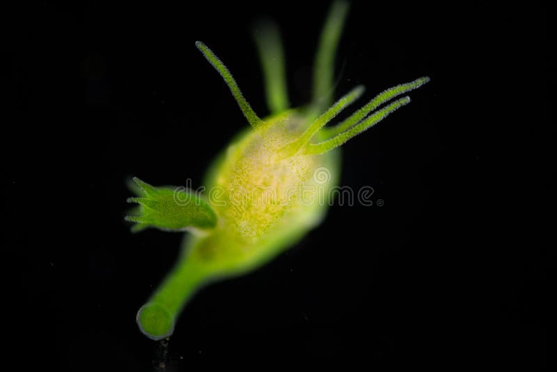 Hydra Eating Water Fleas Daphnia Pulex on the Slide Under Microscope in ...