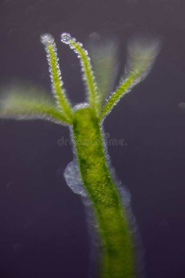 Hydra Under the Microscope for Education. Stock Image - Image of ...