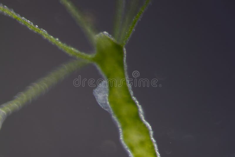 223 Hydra Polyp Stock Photos - Free & Royalty-Free Stock Photos from ...