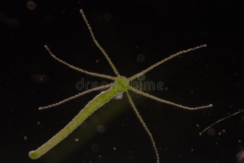 Hydra Under the Microscope for Education. Stock Photo - Image of ...
