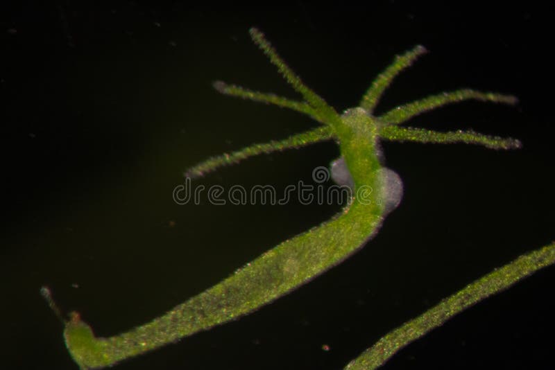 Hydra Under the Microscope for Education. Stock Image - Image of bulbs ...
