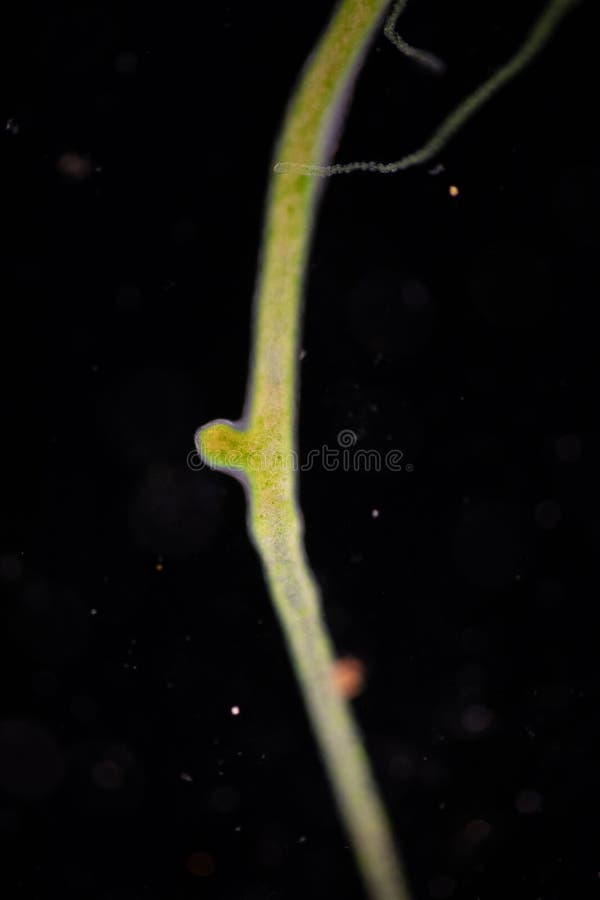 Hydra is a Genus of Small, Fresh-water Animals of the Phylum Cnidaria ...