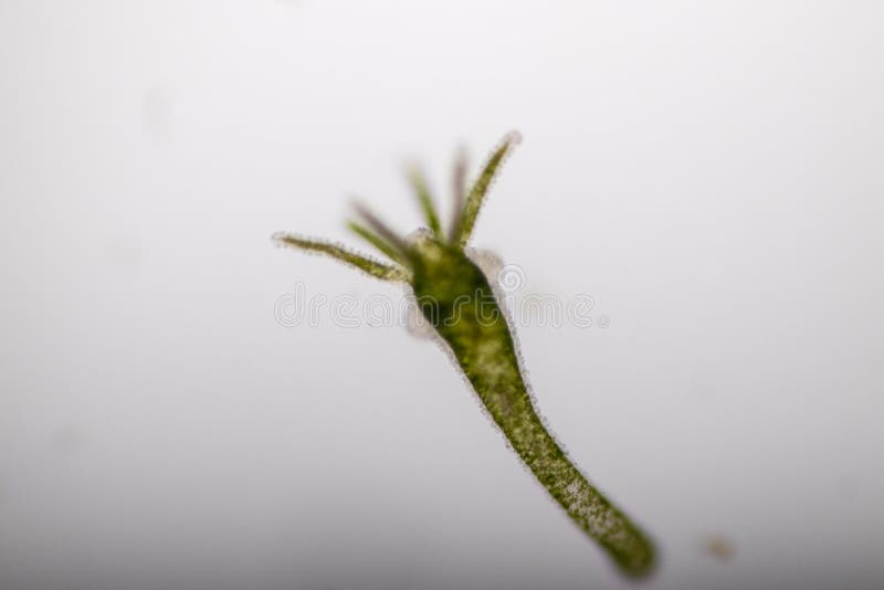 Hydra Under Microscope
