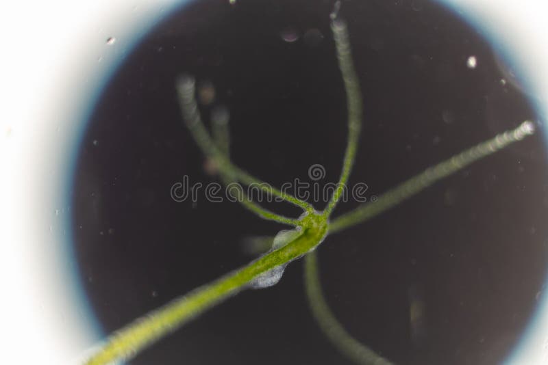 Hydra Under the Microscope for Education. Stock Image - Image of ...