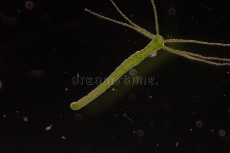 Hydra Under the Microscope (Hydra W.M.) Stock Photo - Image of real ...
