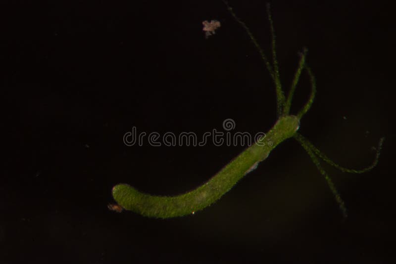 Hydra Under the Microscope for Education. Stock Photo - Image of ...