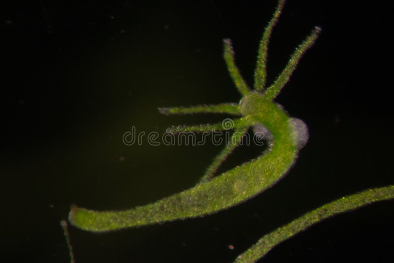 Hydra under the microscope stock photo. Image of cell - 27282328