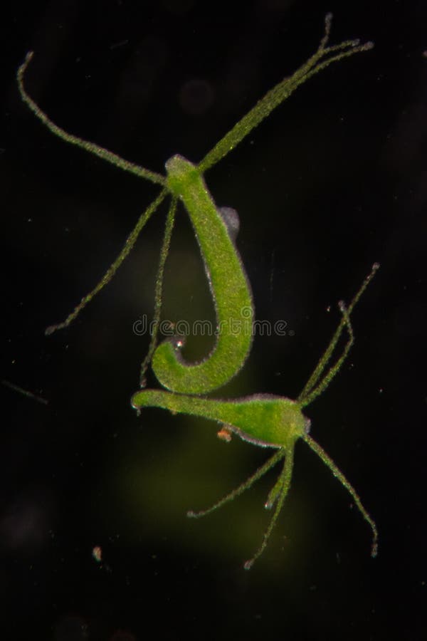 Hydra Under the Microscope for Education. Stock Photo - Image of ...