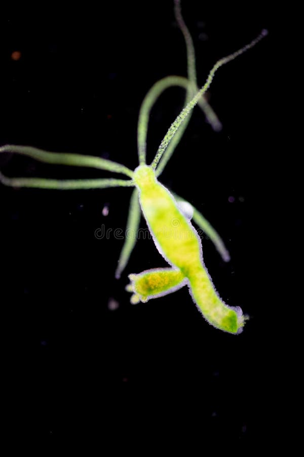Hydra is a Genus of Small, Fresh-water Animals of the Phylum Cnidaria ...