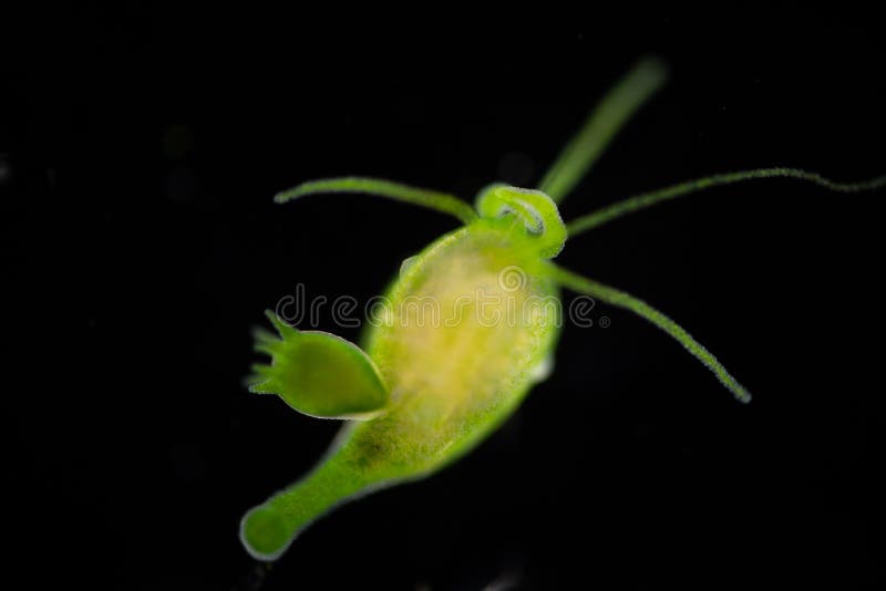 Hydra is a Genus of Small, Fresh-water Animals of the Phylum Cnidaria ...