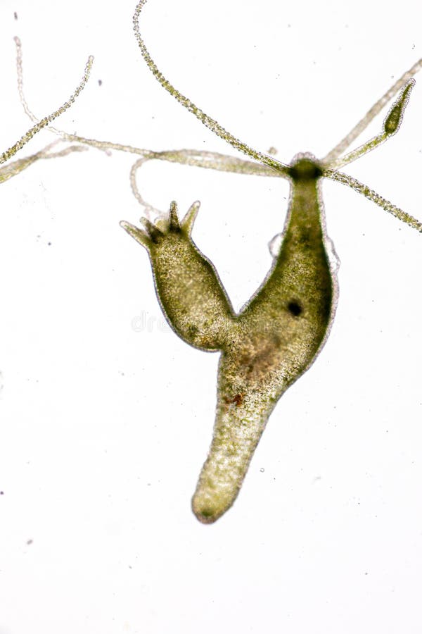 Hydra is a Genus of Small, Fresh-water Animals of the Phylum Cnidaria ...