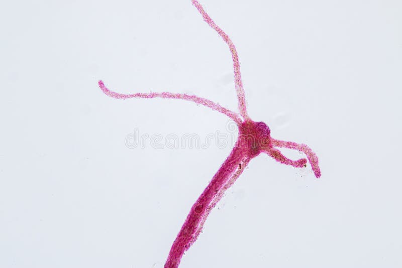 Hydra is a Genus of Small, Fresh-water Animals. Stock Image - Image of ...