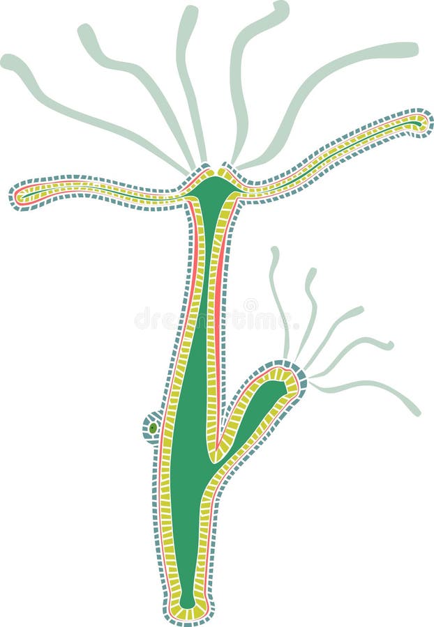 Hydra Polyp Stock Illustrations – 65 Hydra Polyp Stock Illustrations ...