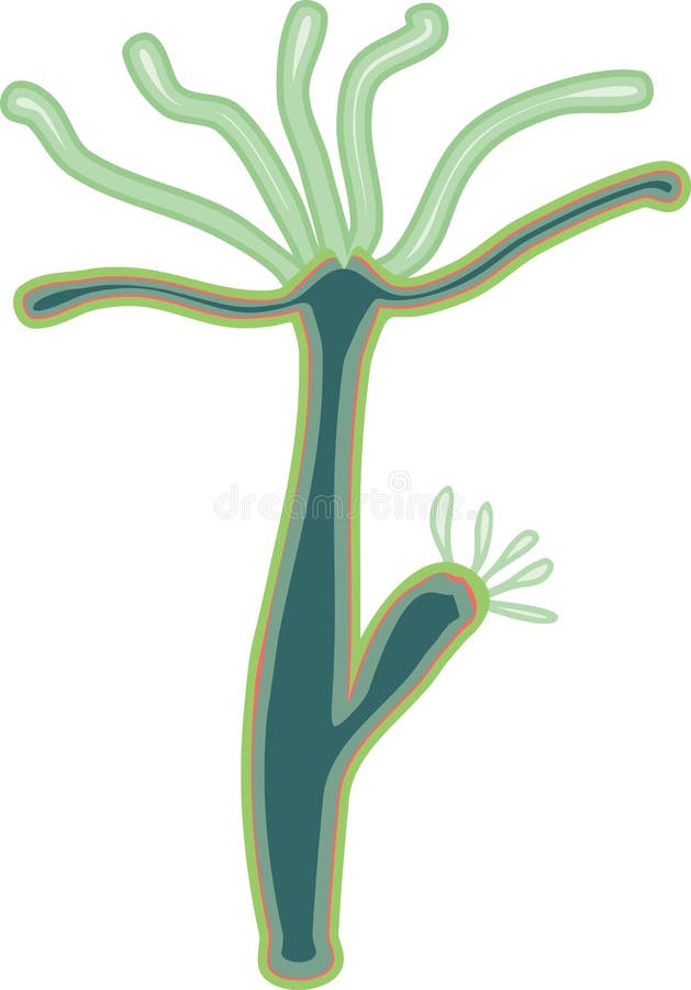 Hydra Polyp stock vector. Illustration of polyp, vulgaris - 162734407