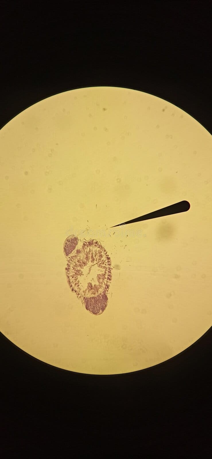 153 Biology Calligraphy Stock Photos - Free & Royalty-Free Stock Photos ...