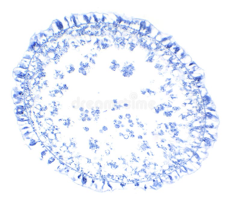 185 Hydra Anatomy Stock Photos - Free & Royalty-Free Stock Photos from ...